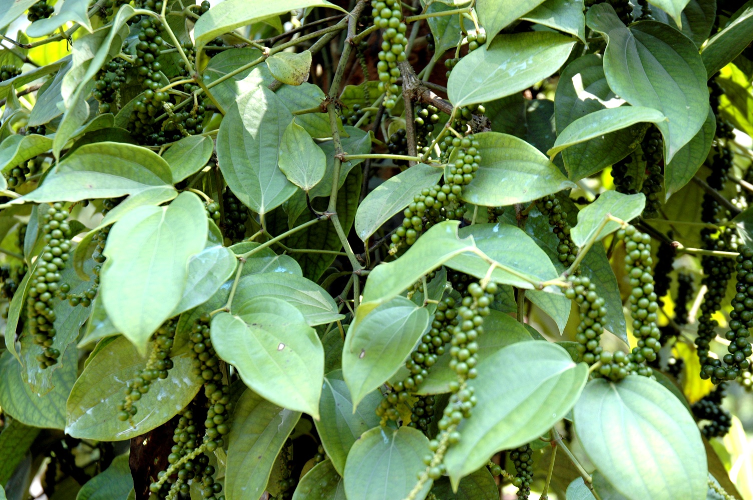 Directorate of Arecanut and Spices Development